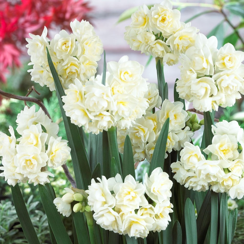 Narcissi Erlicheer - Rare Double White Fragrant Paper White Daffodils ...