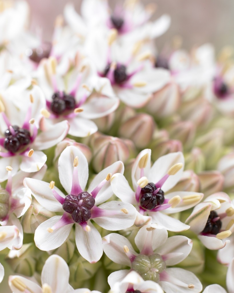 Allium Silver Spring - ONE Bulb