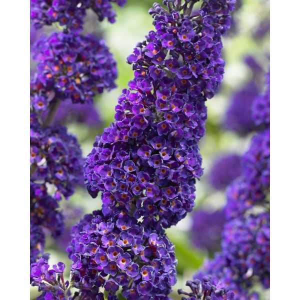 Buddleia Midnight Skies - Buddleja Butterfly Bush