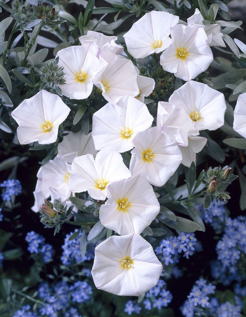 Convolvulus cneorum - Convolvulus - Silver Bush