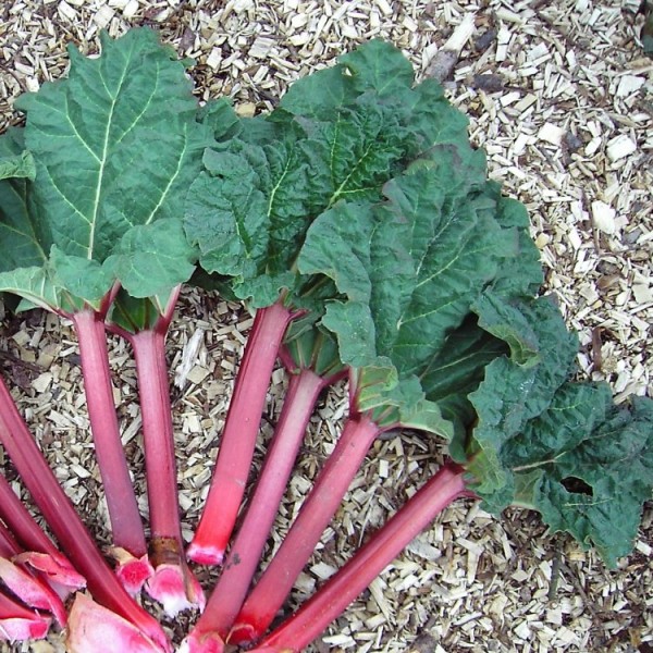 Rhubarb Plants