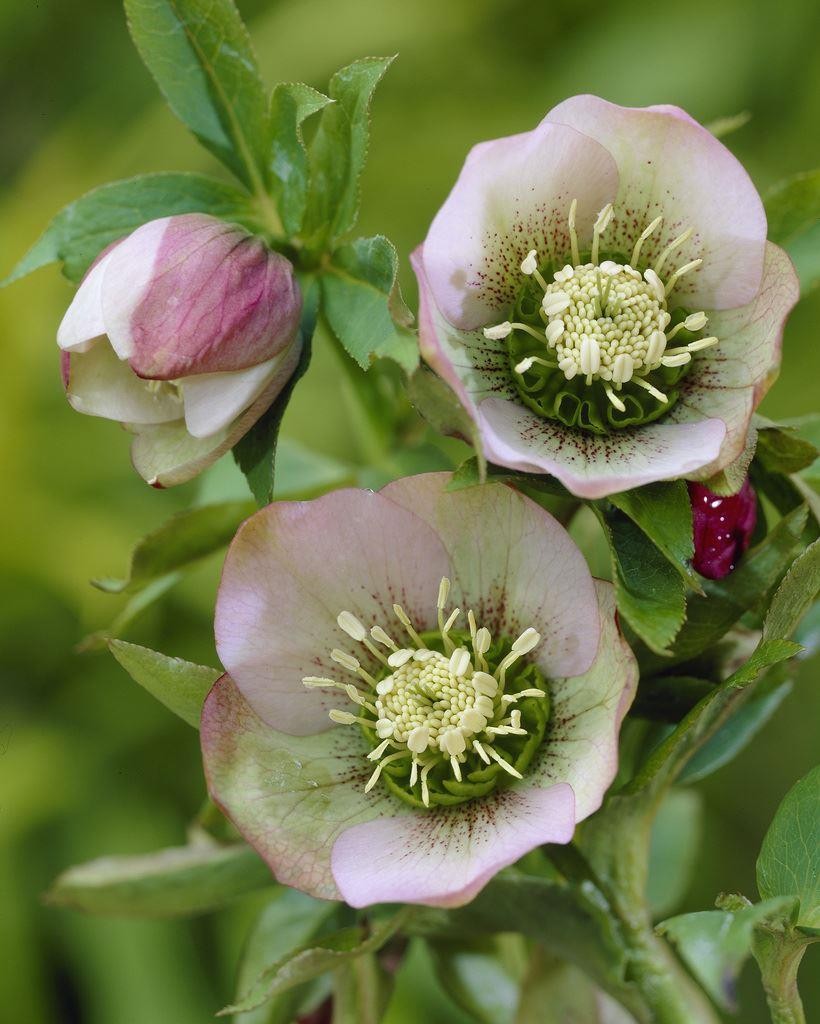 Helleborus orientalis Picotee - Hellebore