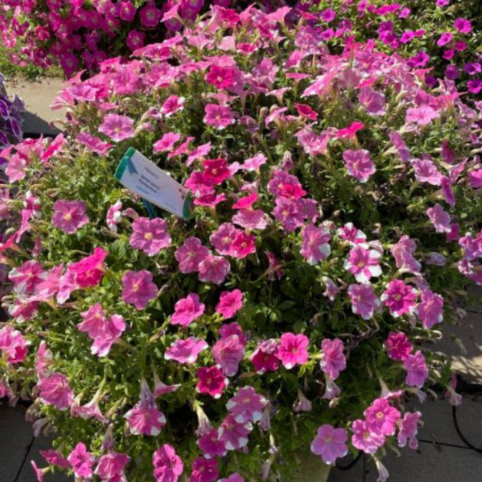 Petunia Splash Dance 'Rumba Rose' - Pack of SIX Potted Plants