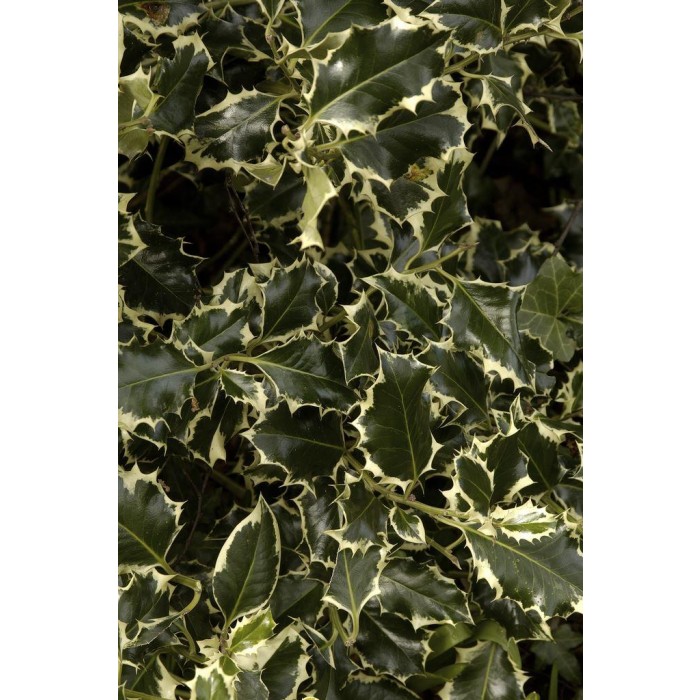 Ilex Silver Queen - Silver Variegated Male Holly