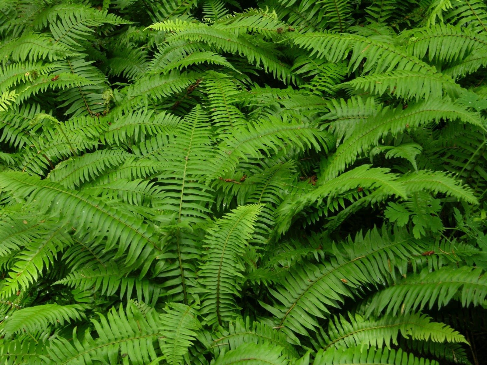 Polystichum Munitum - Western Sword Fern