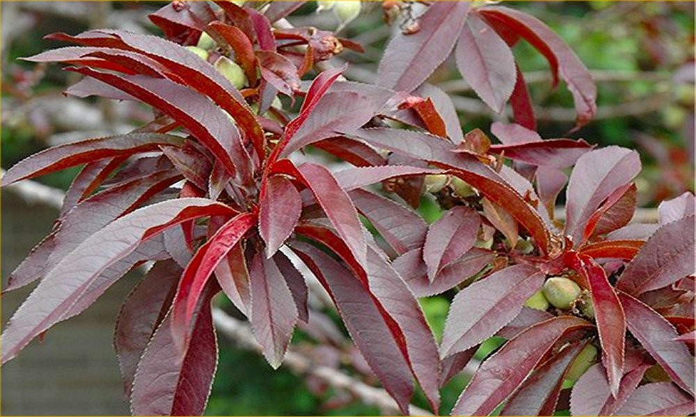 Crimson Bonfire - Red leaf Patio Peach Tree - Amazing Red leaved ...