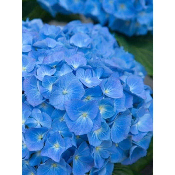 Hydrangea macrophylla Elbtal - Large Flowered Mophead Hydrangea - XXL ...