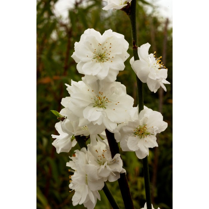 Prunus persica Taoflora White - circa 150cm tall