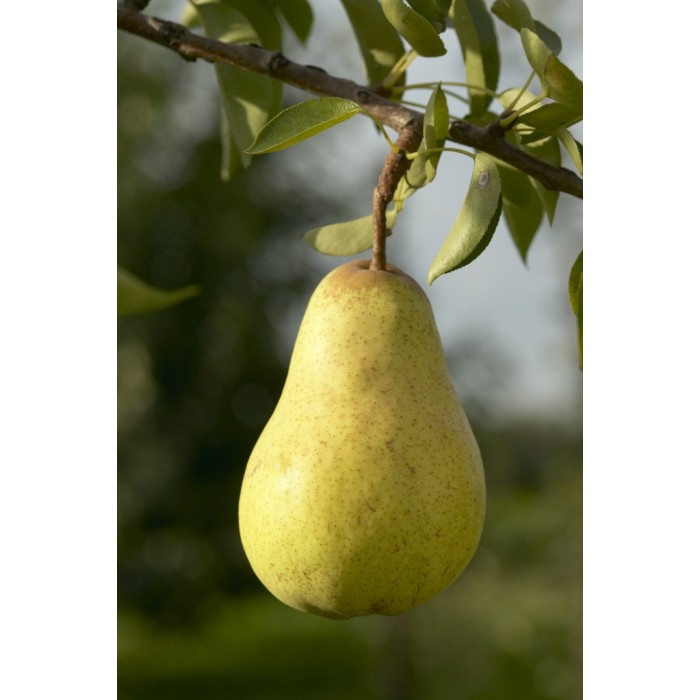 Pear Tree - Duo Pear - Conference and Williams - Large Established ...
