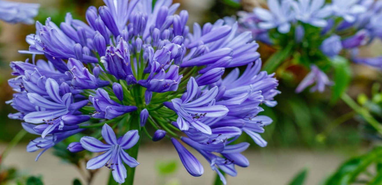 Buy Garden Plants from Online Garden Centre Gardening Express The UK's ...