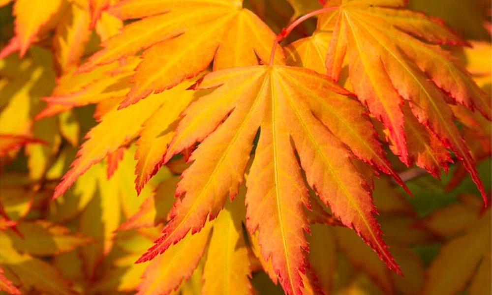 Buy Garden Plants from Online Garden Centre Gardening Express The UK's ...