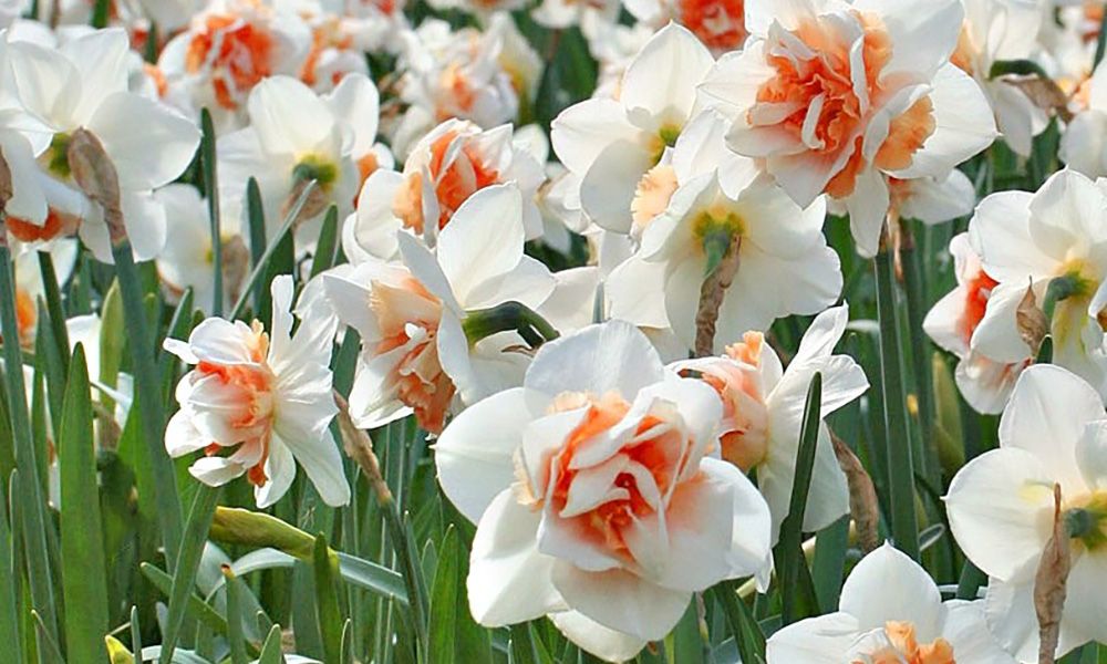 Buy Garden Plants from Online Garden Centre Gardening Express The UK's ...