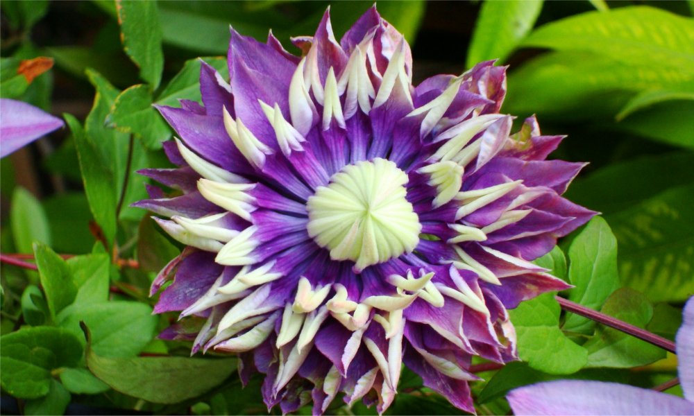 Buy Garden Plants from Online Garden Centre Gardening Express The UK's ...