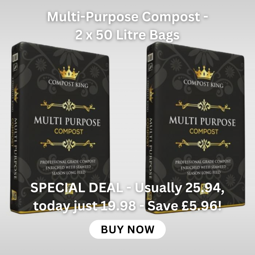 Multi-stem Toffee Apple Tree - Large Cercidiphyllum japonicum - Katsura ...