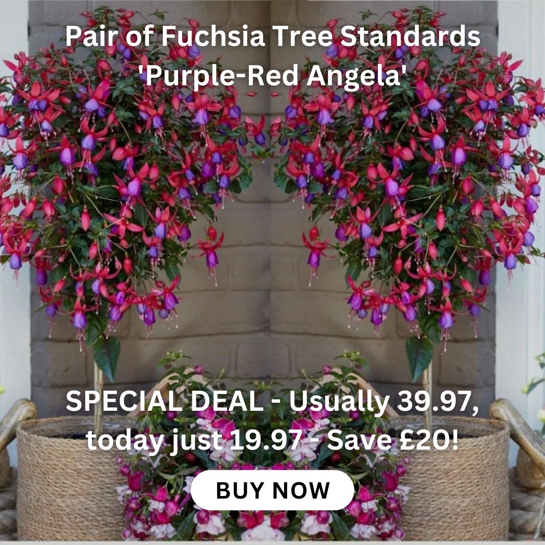 Adams Laburnum - Laburnocytisus adamii - 140-180cm Heavy Grade Young Tree