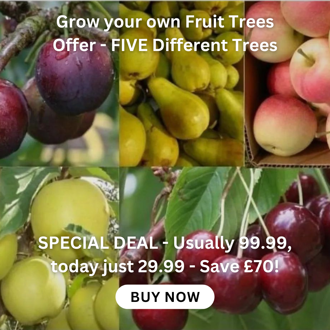 Hydrangea paniculata Vanilla Fraise - LARGE Vanilla Strawberry Hydrangea