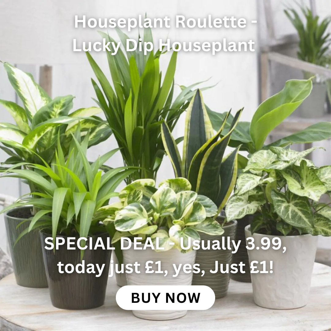 Buy Garden Plants online | Online Garden Nursery UK delivery