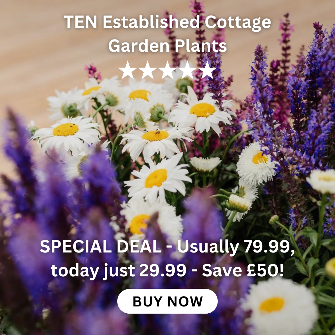 Buy Garden Plants online | Online Garden Nursery UK delivery