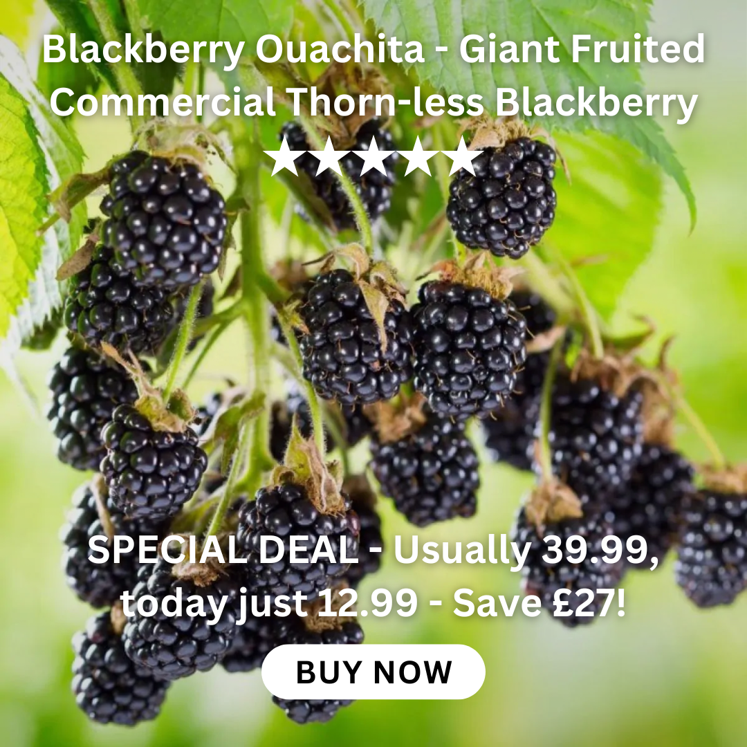 Acer × conspicuum 'Red Flamingo' - Snake bark Maple