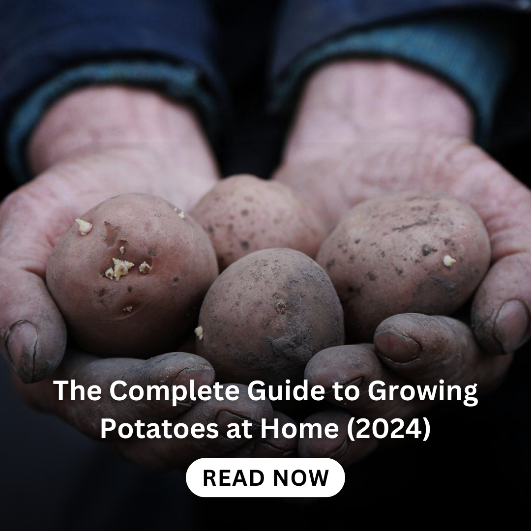 Buy Garden Plants online | Online Garden Nursery UK delivery