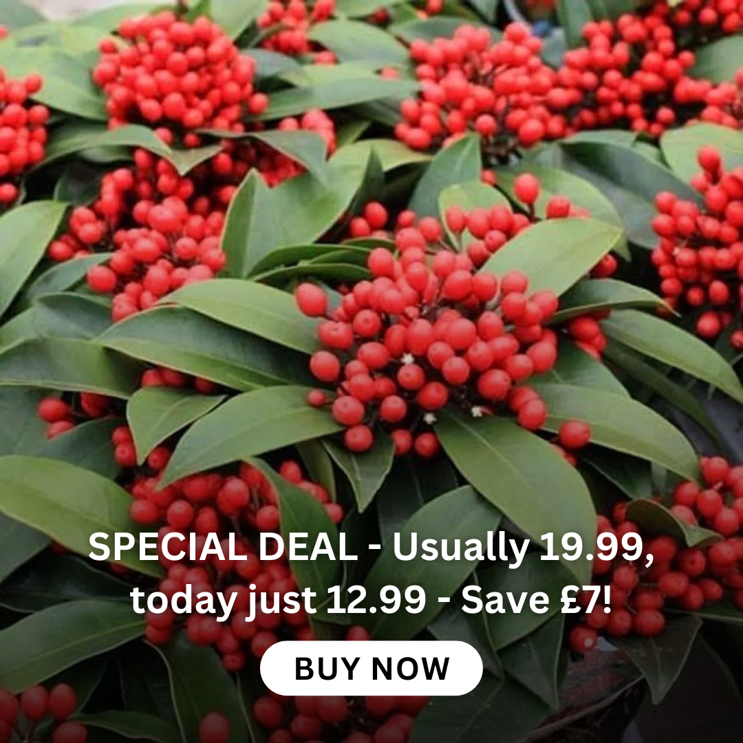 Buy Garden Plants online | Online Garden Nursery UK delivery