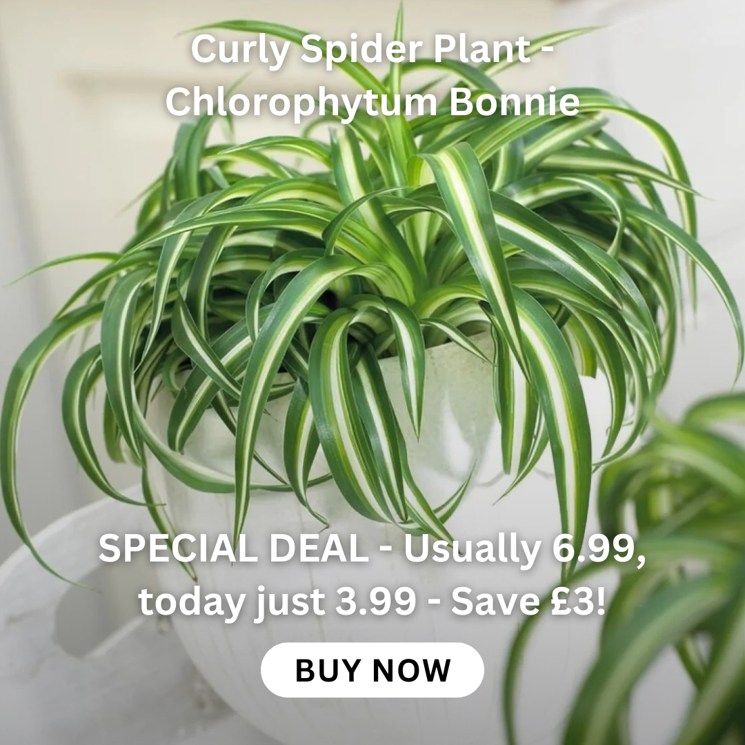 Evergreen shrubs for sale UK | Buy evergreen shrubs online