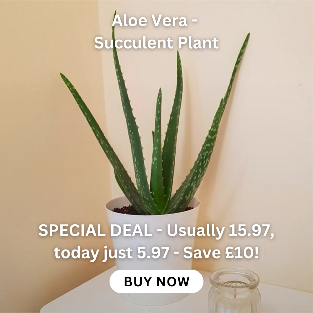 Daphne plants for sale | Buy daphne shrubs UK delivery