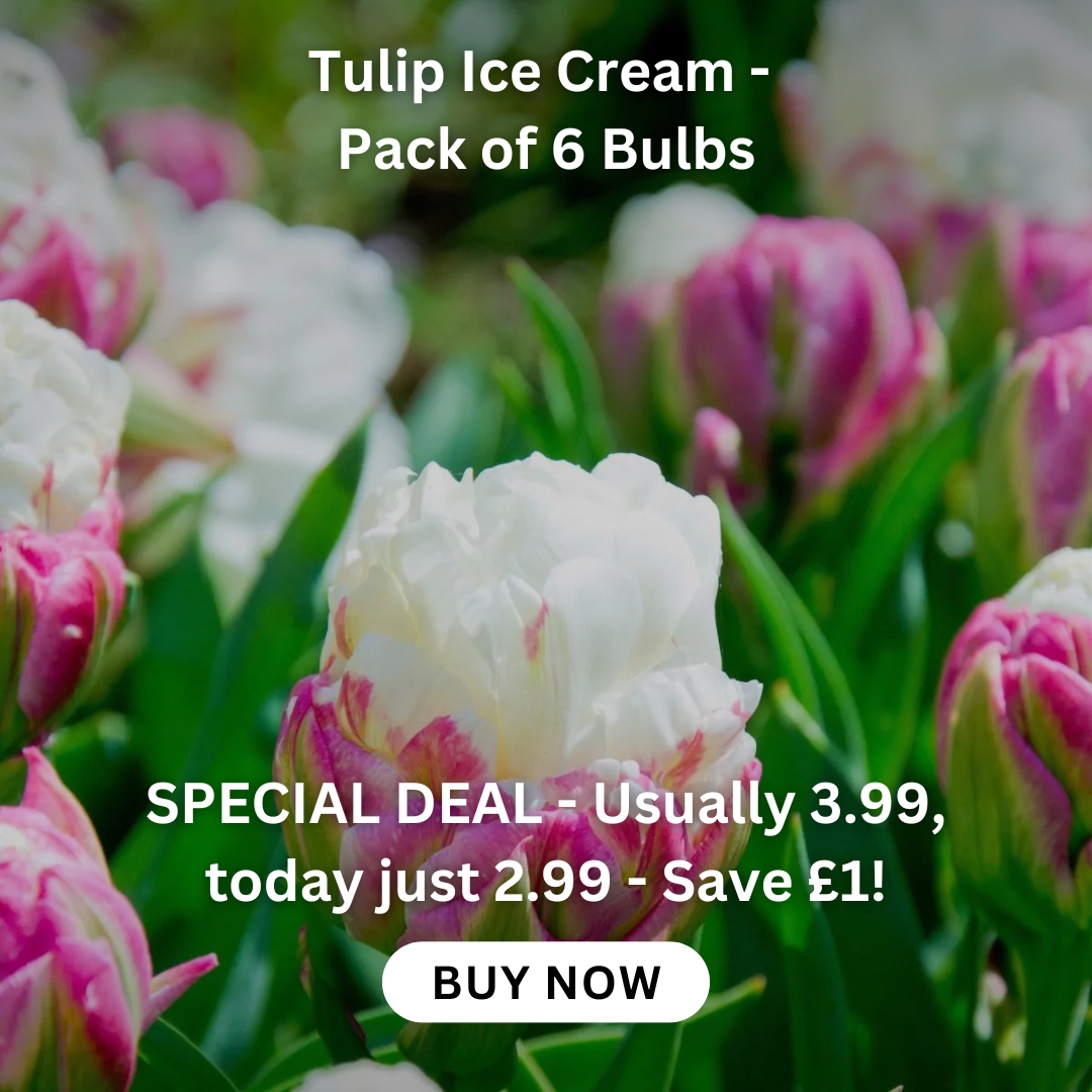 Buy Garden Plants online | Online Garden Nursery UK delivery