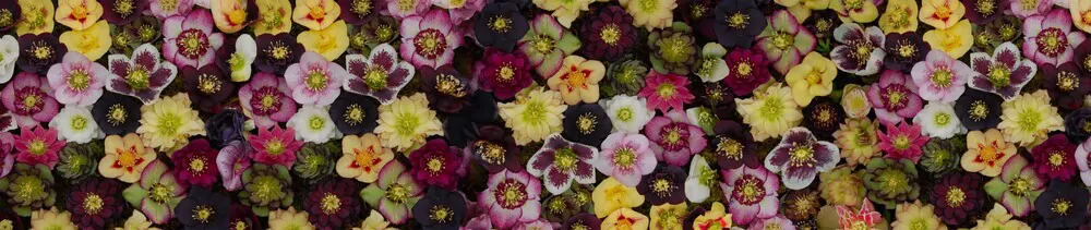 Buy Garden Plants from Online Garden Centre Gardening Express The UK's ...